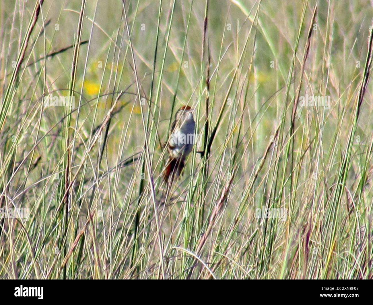 Bay-capped Wren-Spinetail (Spartonoica maluroides) Aves Stock Photo - Alamy