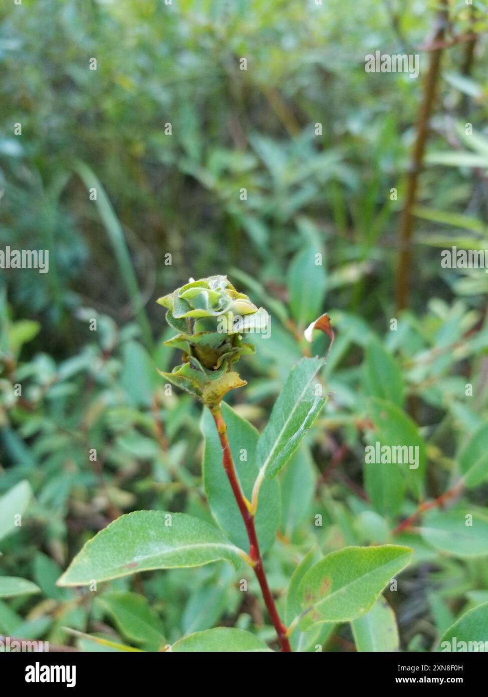 tea-leafed willow (Salix planifolia) Plantae Stock Photo - Alamy