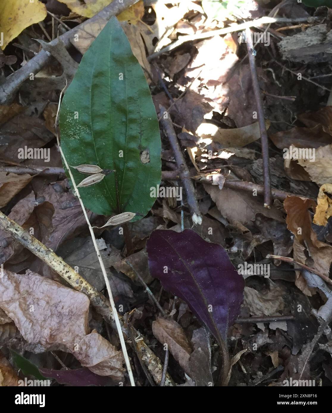 crane-fly orchid (Tipularia discolor) Plantae Stock Photo - Alamy