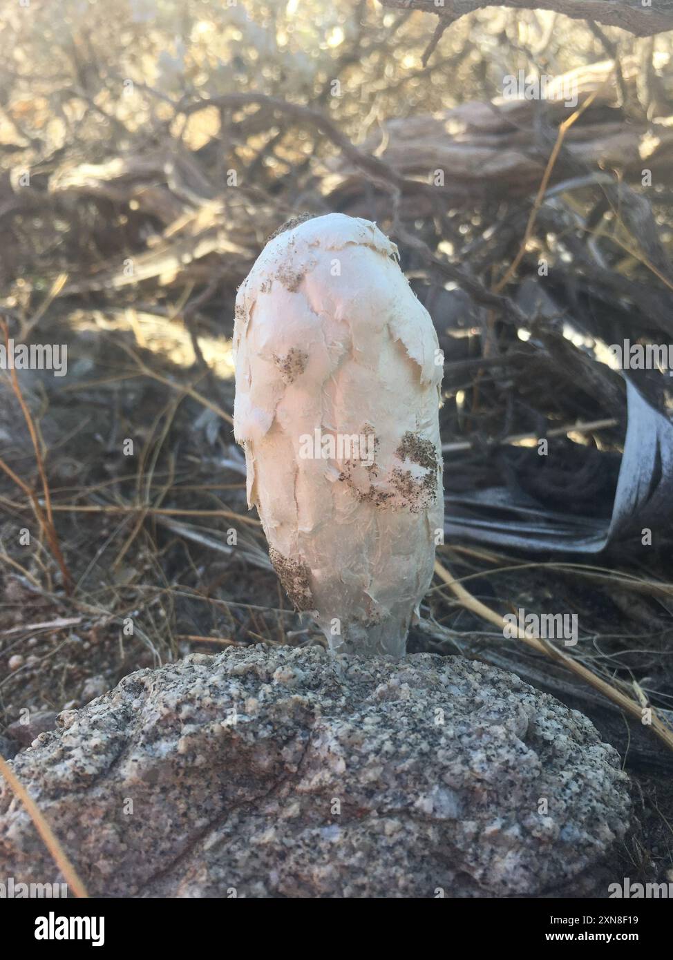 Desert Shaggymane (Podaxis pistillaris) Fungi Stock Photo - Alamy