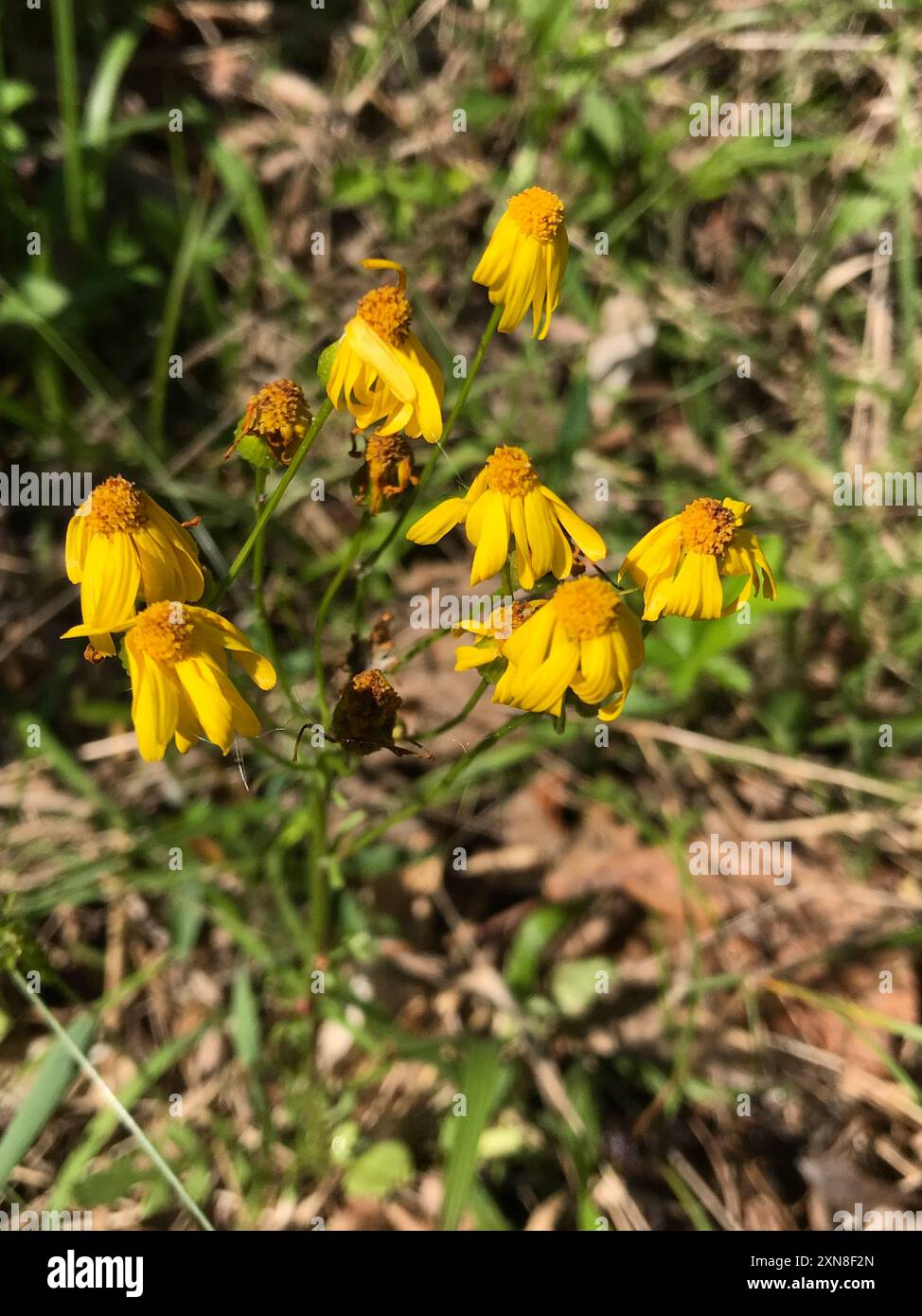 balsam ragwort (Packera paupercula) Plantae Stock Photo - Alamy