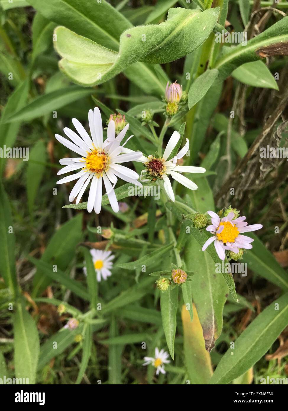 Pacific Aster (Symphyotrichum chilense) Plantae Stock Photo - Alamy