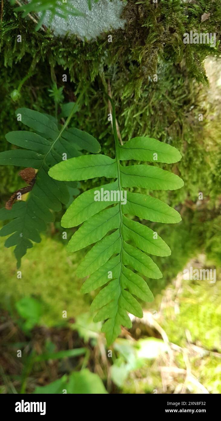 common polypody (Polypodium vulgare) Plantae Stock Photo - Alamy
