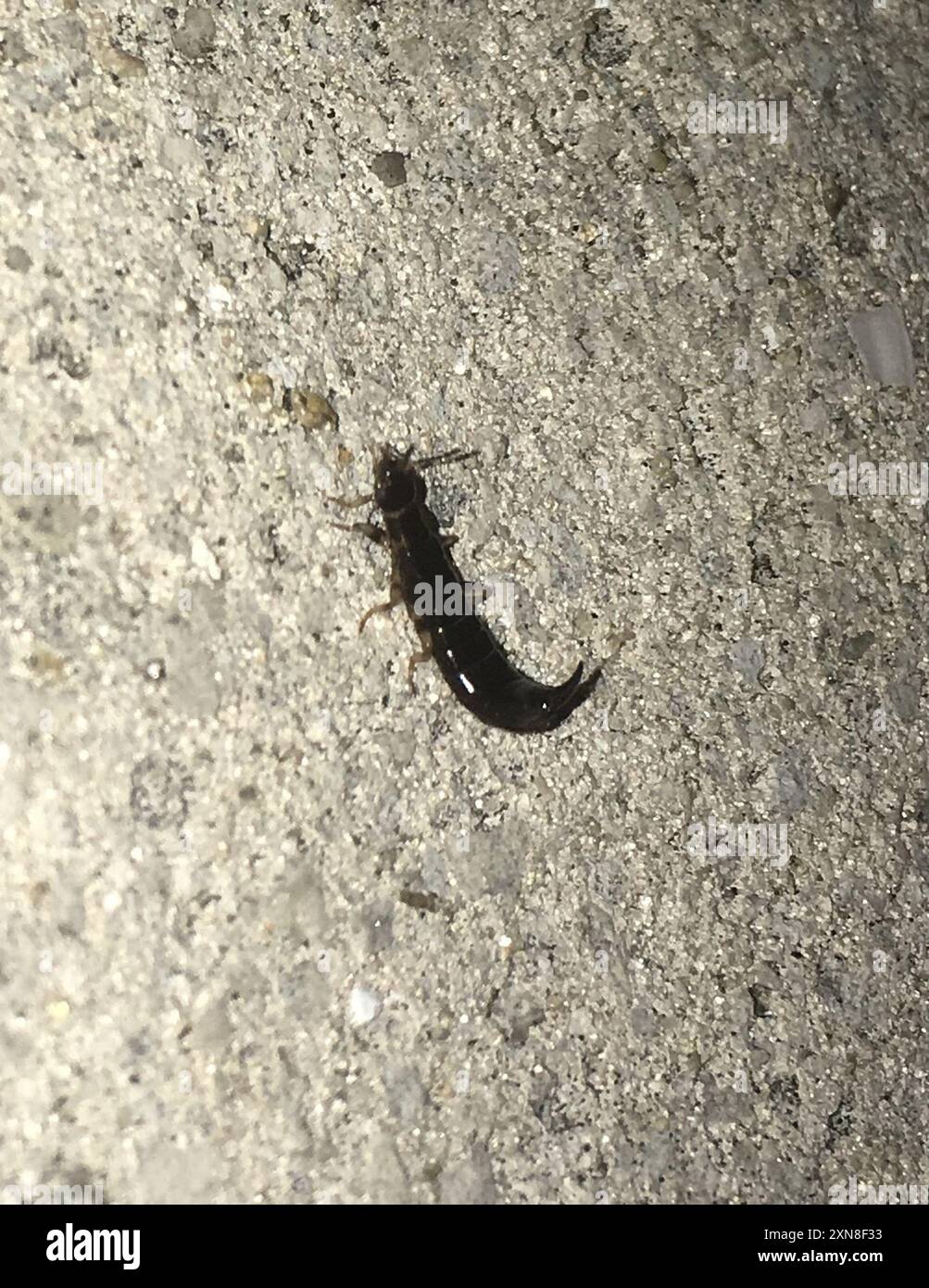 Ring-legged Earwig (Euborellia annulipes) Insecta Stock Photo - Alamy