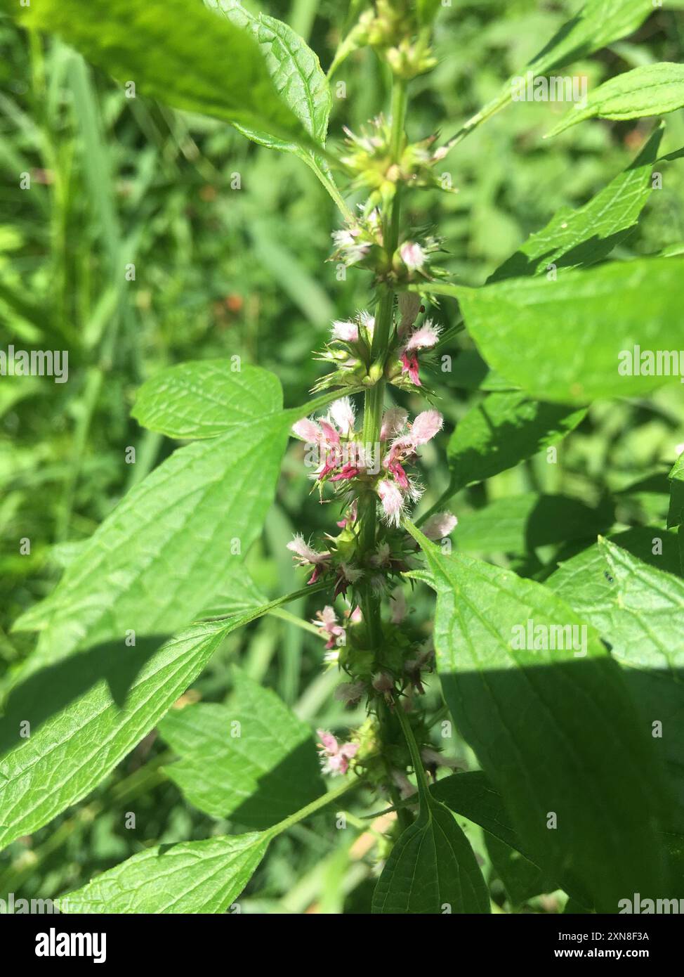 common motherwort (Leonurus cardiaca) Plantae Stock Photo - Alamy