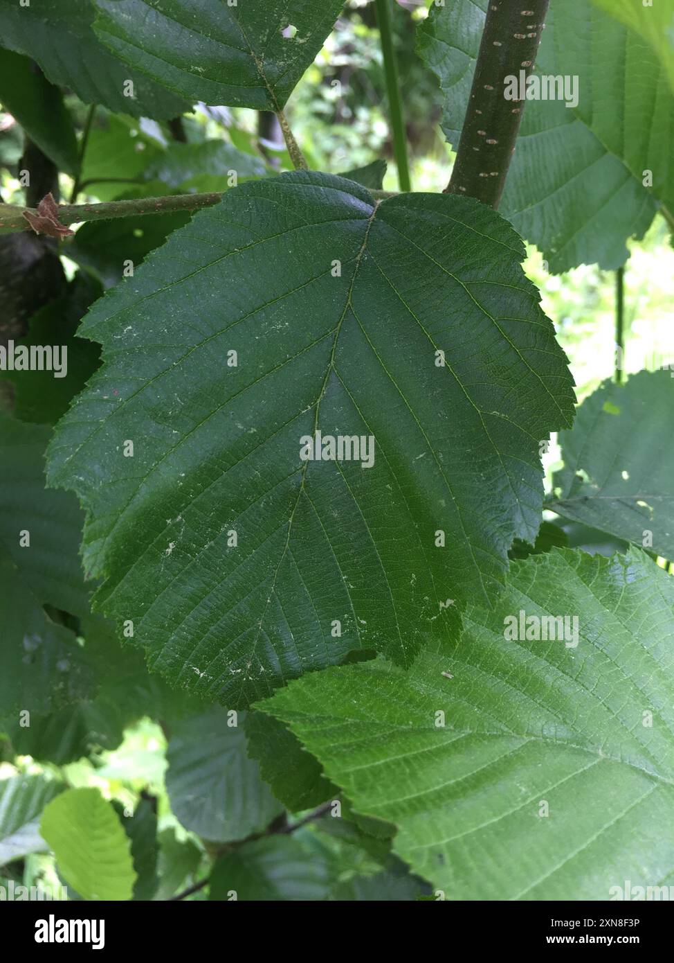 grey alder (Alnus incana) Plantae Stock Photo - Alamy