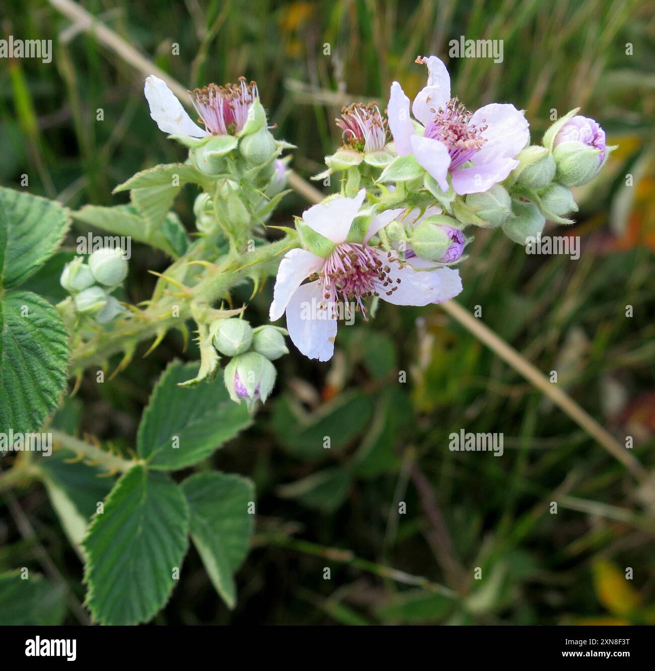 White Bramble (Rubus rigidus) Plantae Stock Photo - Alamy