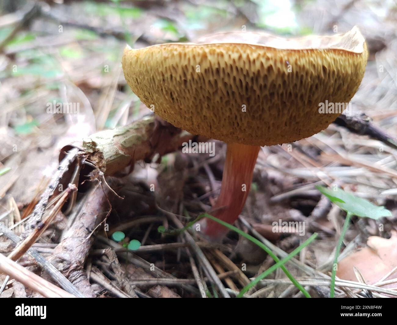 Red-cracking Bolete (Xerocomellus chrysenteron) Fungi Stock Photo - Alamy