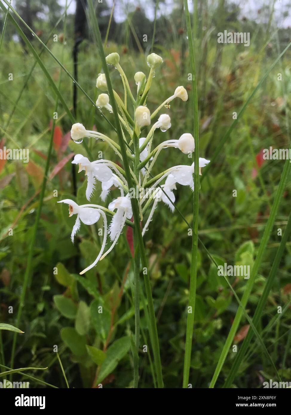 Southern White-fringed Orchid (Platanthera blephariglottis conspicua ...