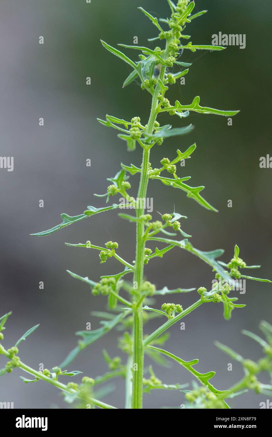 fetid goosefoot (Dysphania incisa) Plantae Stock Photo - Alamy