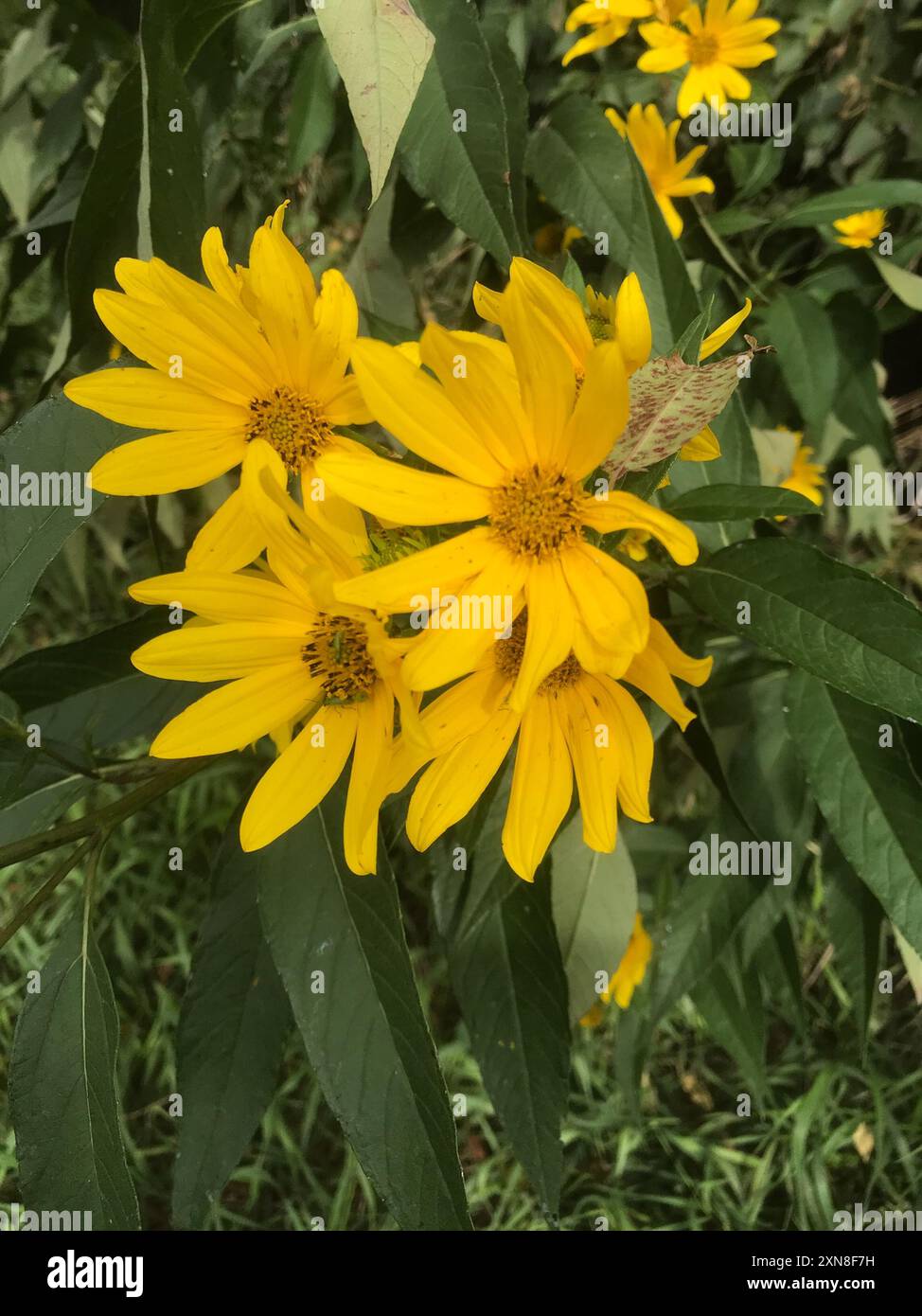 sawtooth sunflower (Helianthus grosseserratus) Plantae Stock Photo - Alamy