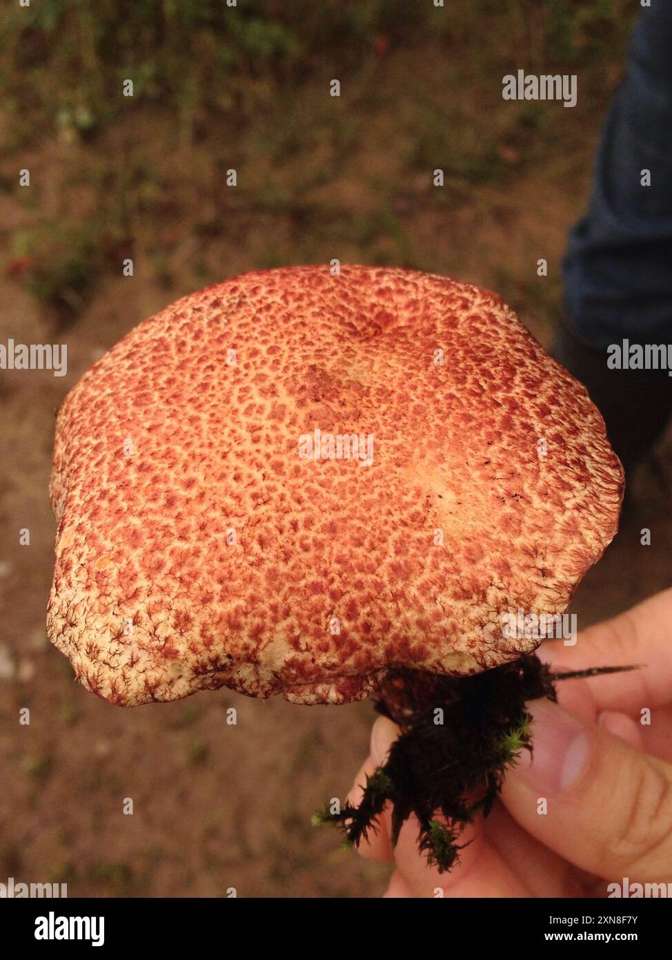 Painted Suillus (Suillus spraguei) Fungi Stock Photo - Alamy
