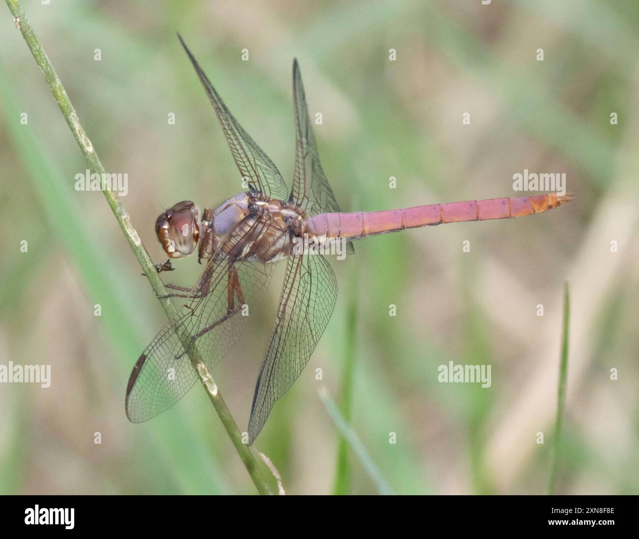 Roseate Skimmer (Orthemis ferruginea) Insecta Stock Photo - Alamy