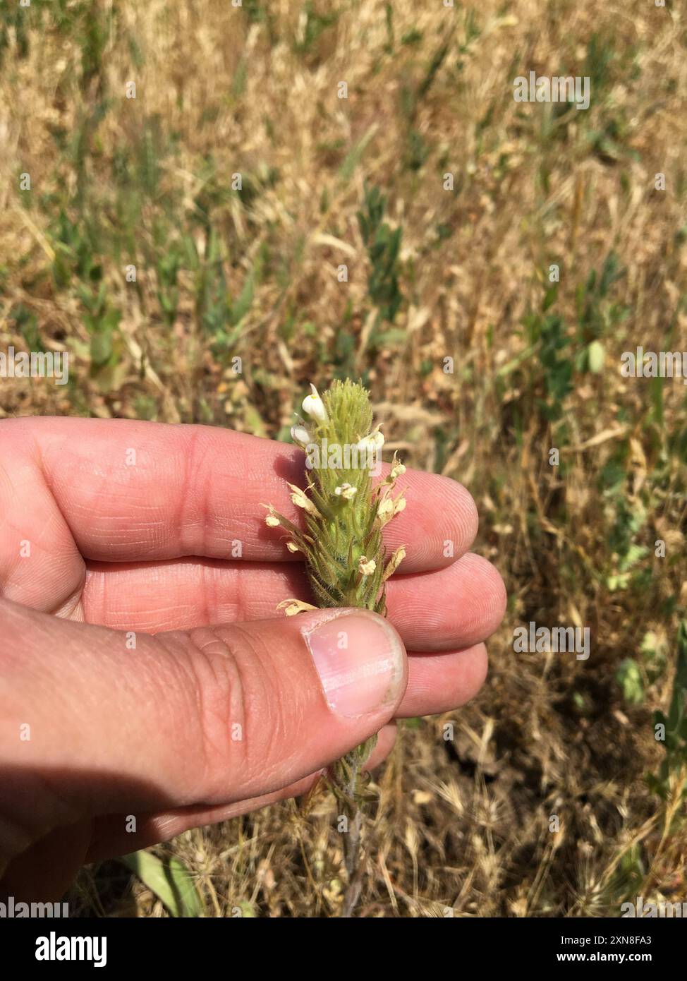Hairy Indian Paintbrush (Castilleja tenuis) Plantae Stock Photo - Alamy