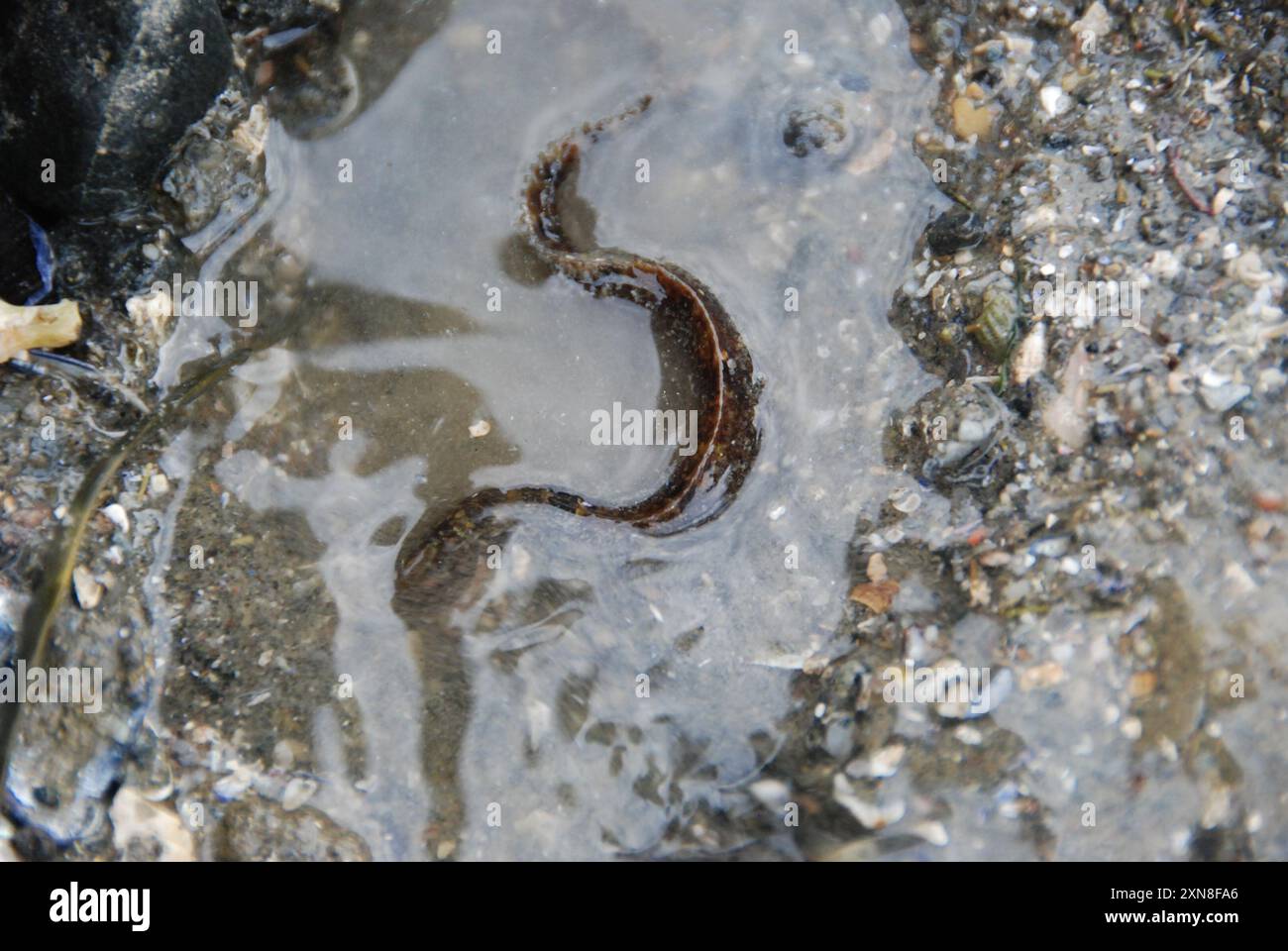 Rock Gunnel (Pholis gunnellus) Actinopterygii Stock Photo - Alamy