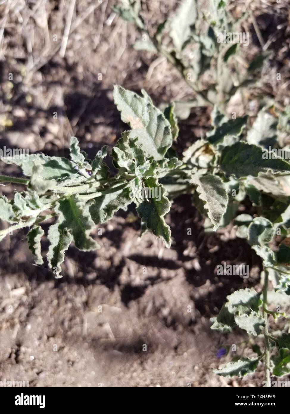 purple nightshade (Solanum xanti) Plantae Stock Photo - Alamy