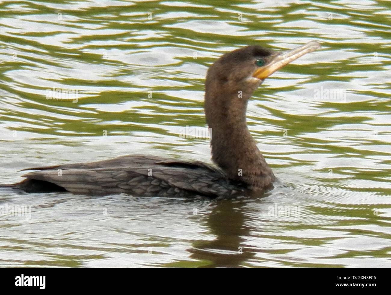 Neotropic Cormorant (Nannopterum brasilianum) Aves Stock Photo - Alamy