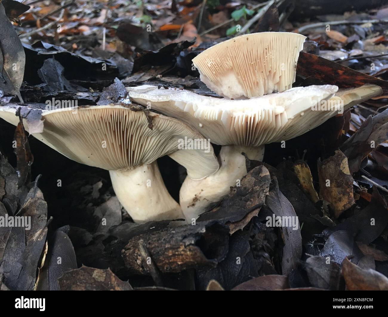 Giant Gray Milk Cap (Lactarius argillaceifolius megacarpus) Fungi Stock ...