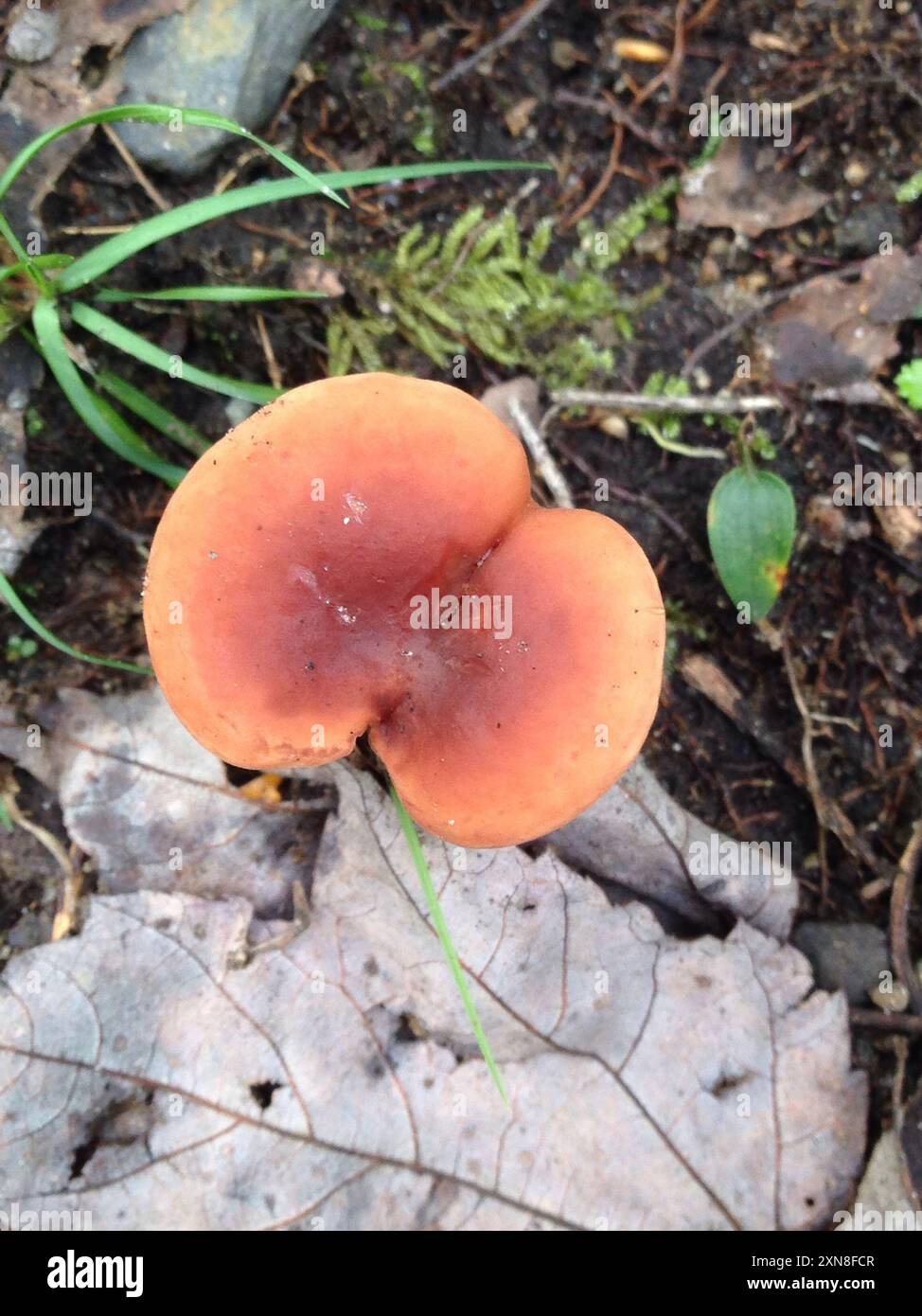 Common Milkcaps (Lactarius) Fungi Stock Photo - Alamy