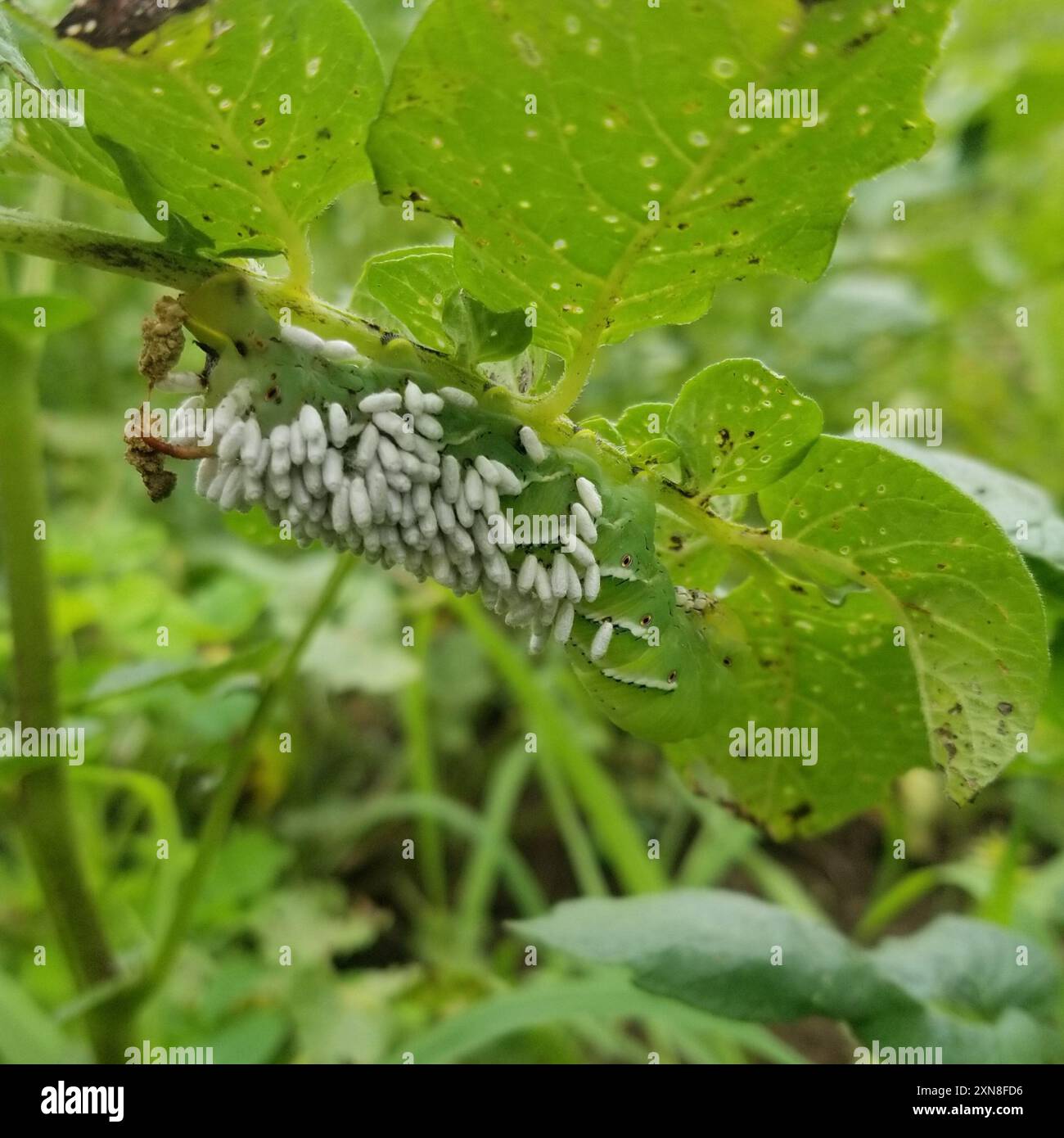 Hornworm Parasitoid Wasp (Cotesia congregata) Insecta Stock Photo - Alamy