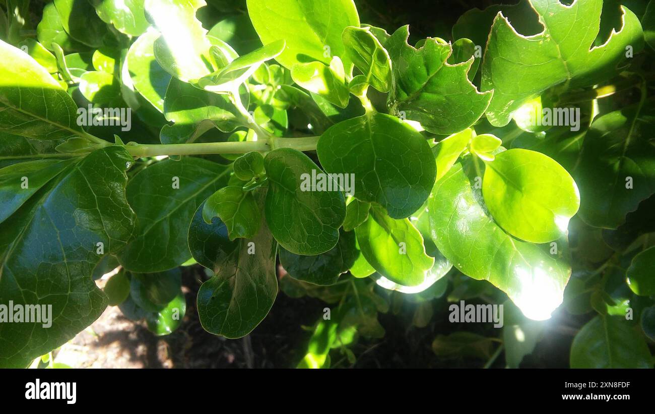 Taupata (Coprosma repens) Plantae Stock Photo - Alamy