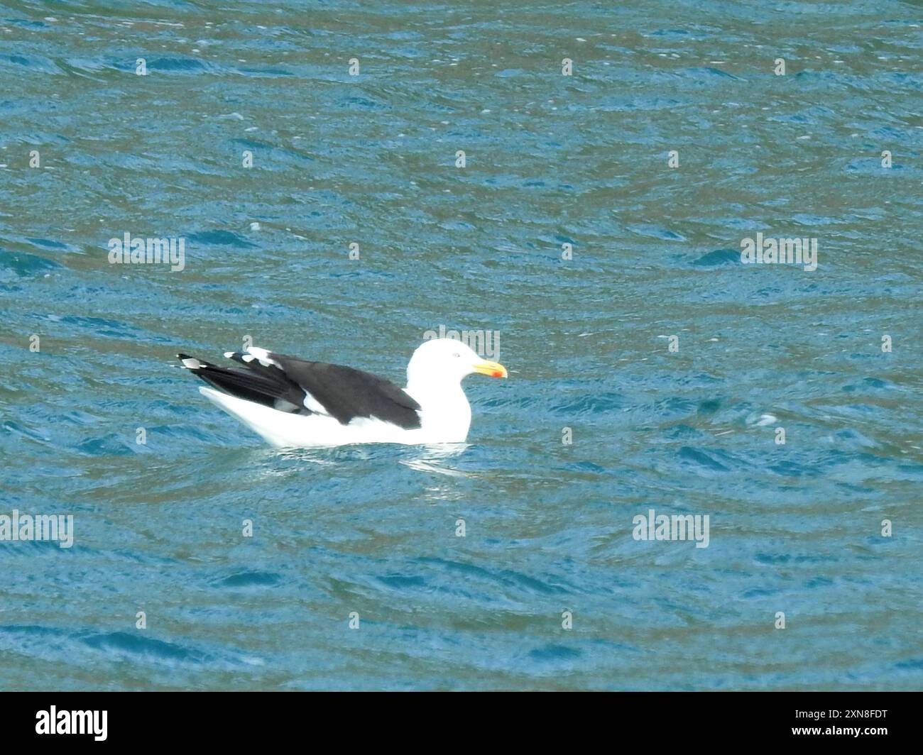 Southern Black-backed Gull (Larus dominicanus dominicanus) Aves Stock ...