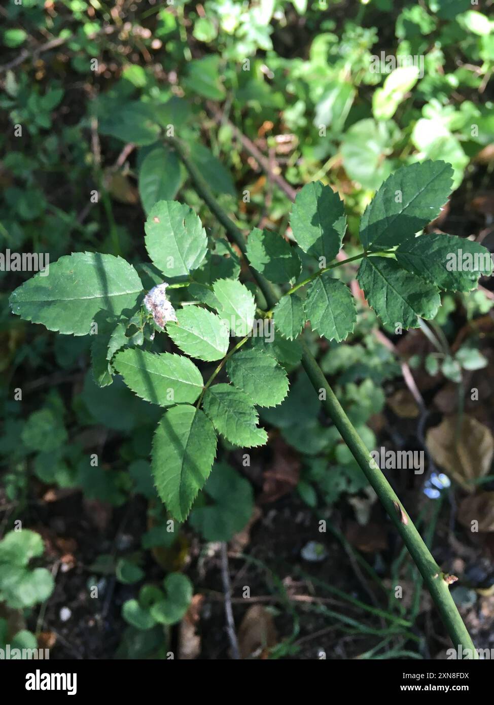 multiflora rose (Rosa multiflora) Plantae Stock Photo - Alamy