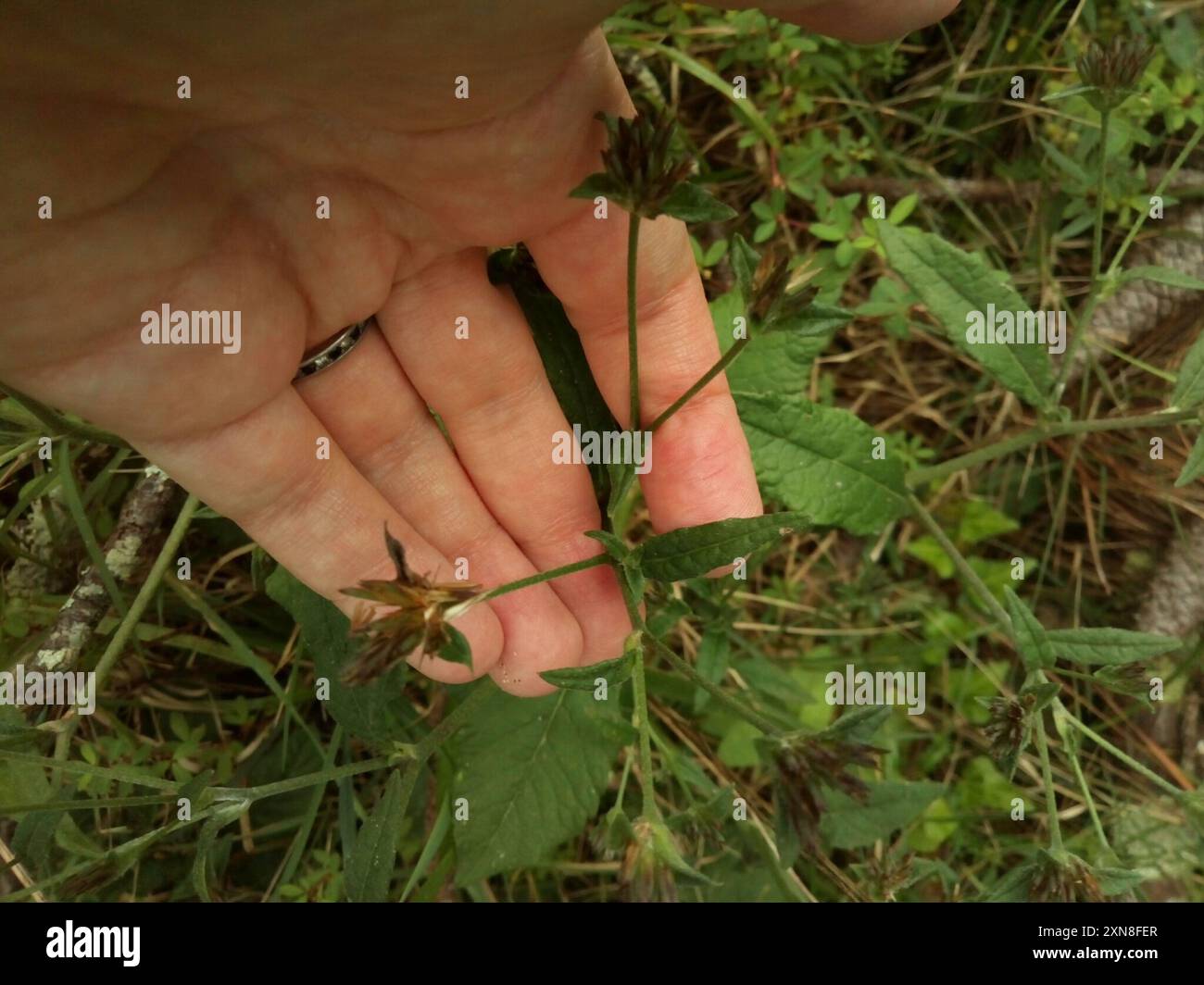 leafy elephant's-foot (Elephantopus carolinianus) Plantae Stock Photo ...