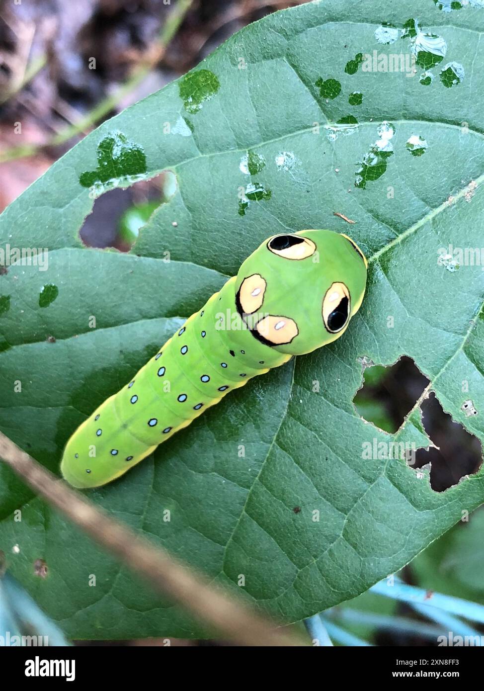Spicebush Swallowtail (Papilio troilus) Insecta Stock Photo - Alamy