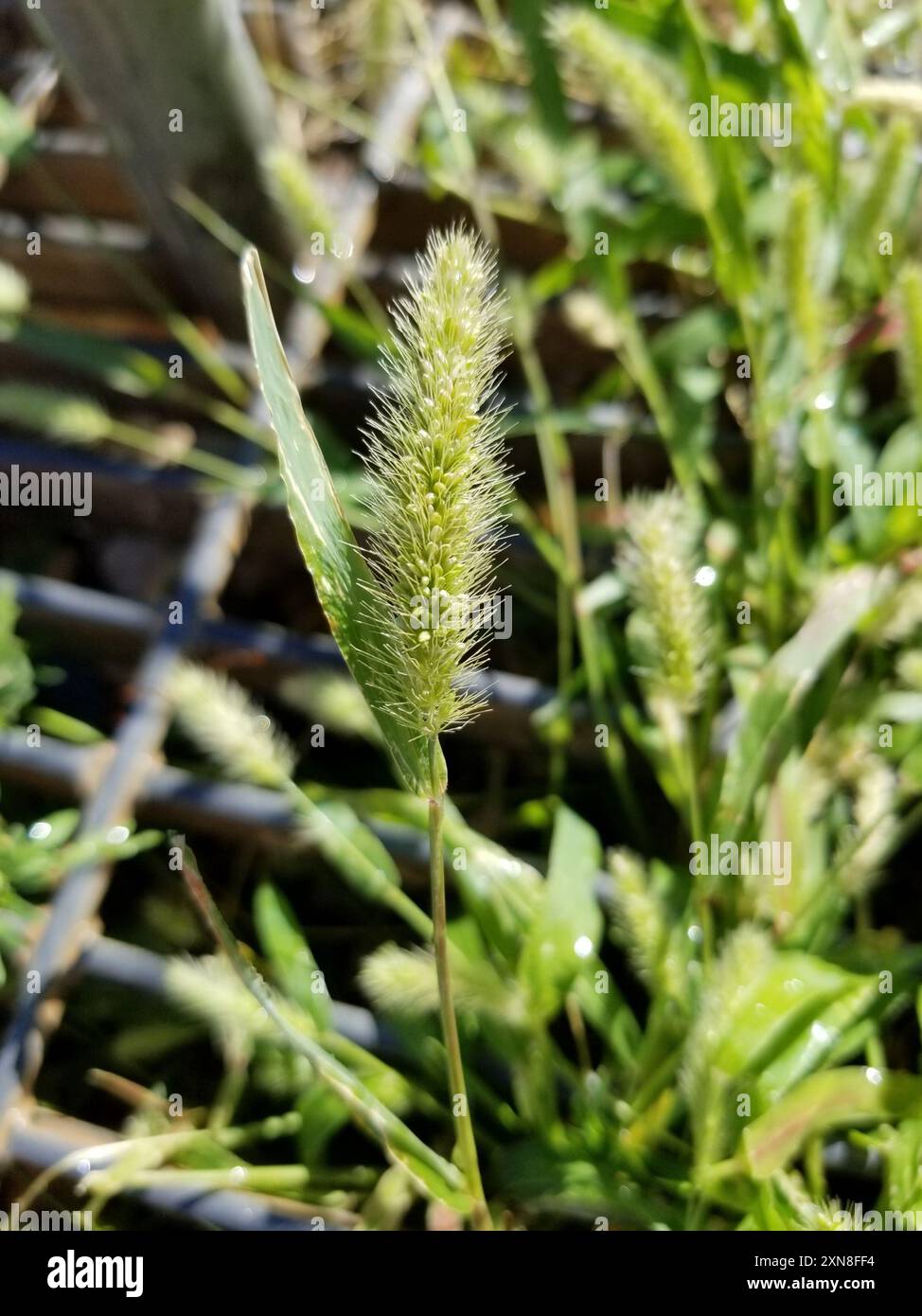 Green Bristle Grass (Setaria viridis) Plantae Stock Photo - Alamy