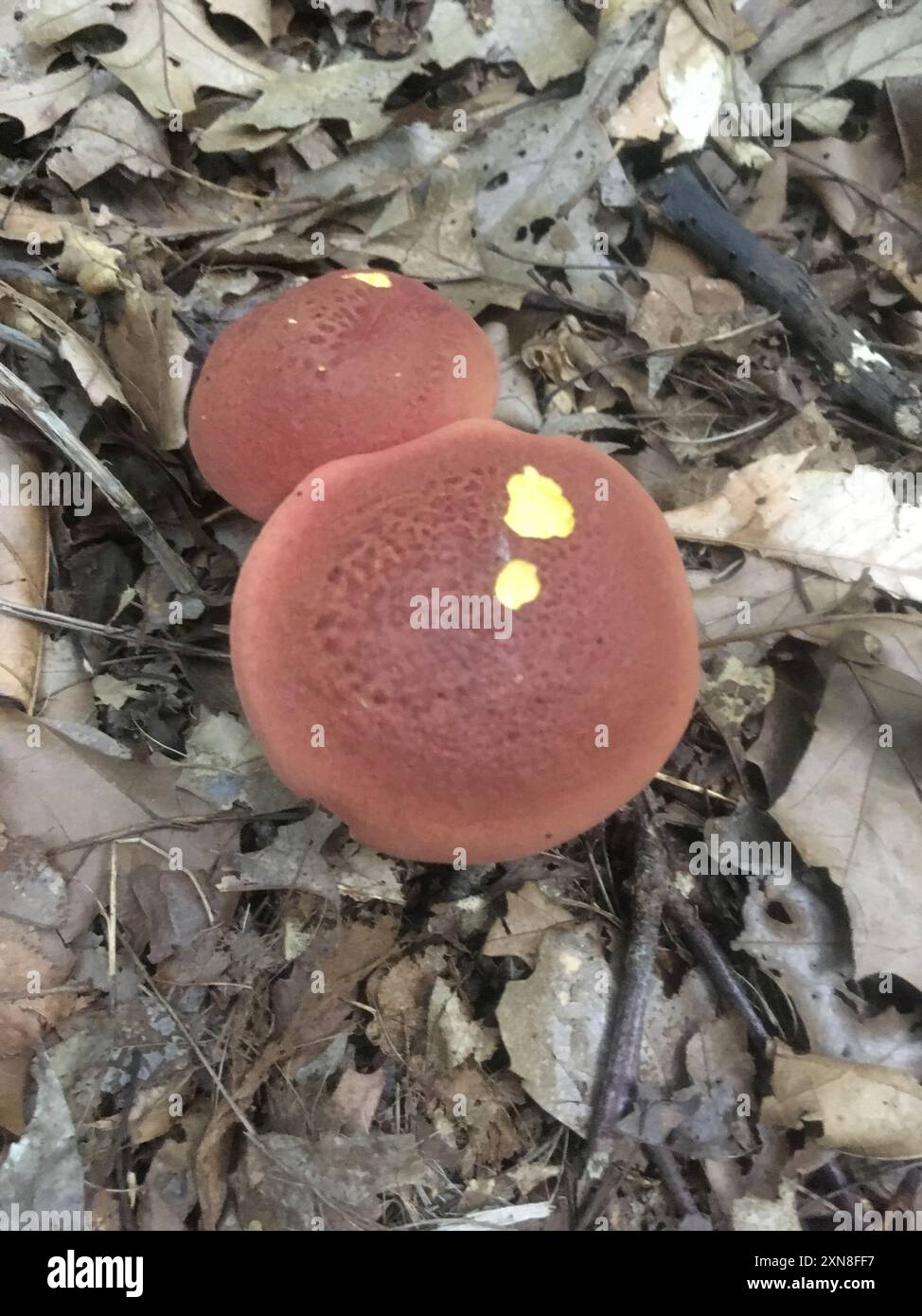 two-colored bolete (Baorangia bicolor) Fungi Stock Photo - Alamy