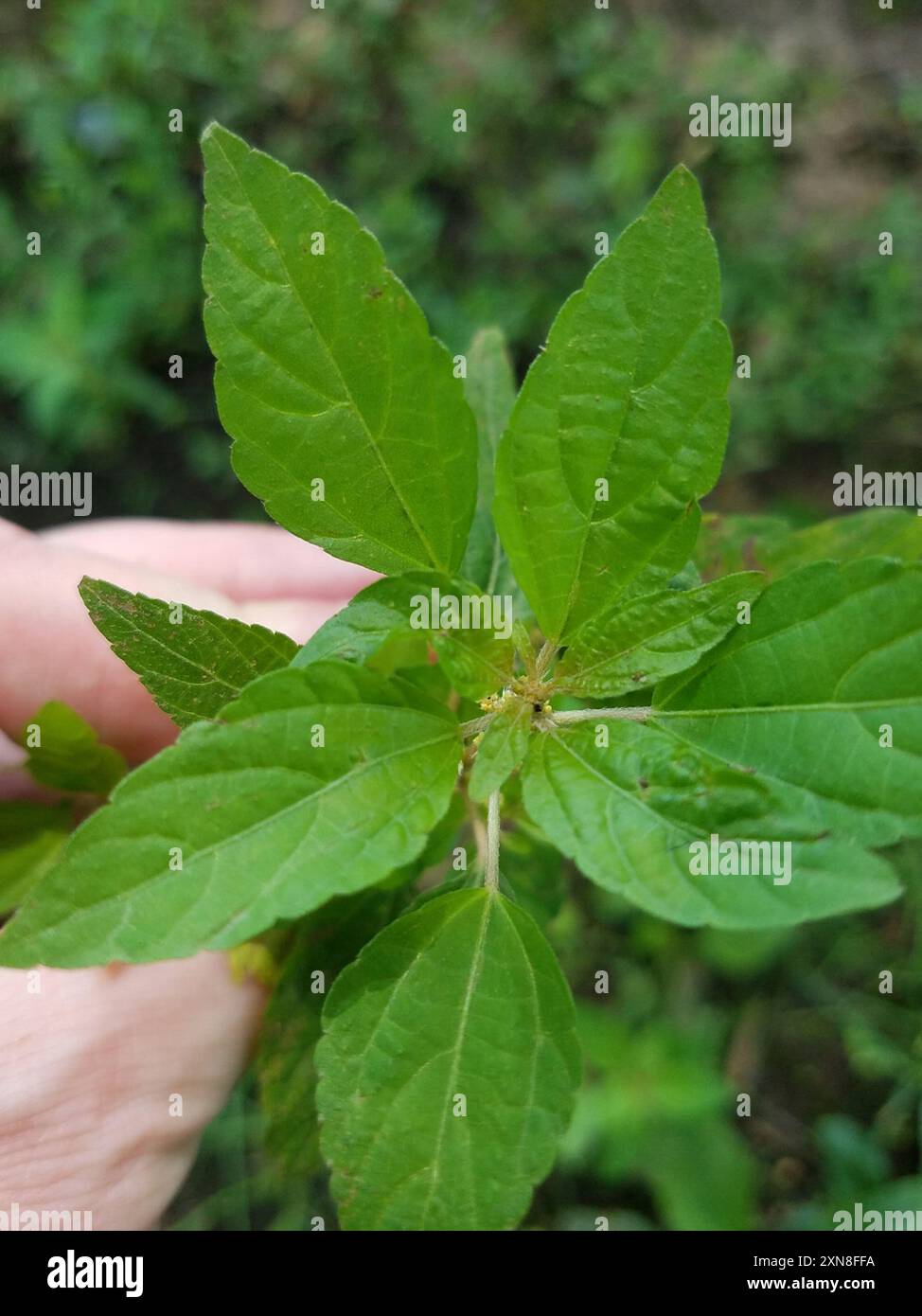 common copperleaf (Acalypha rhomboidea) Plantae Stock Photo - Alamy