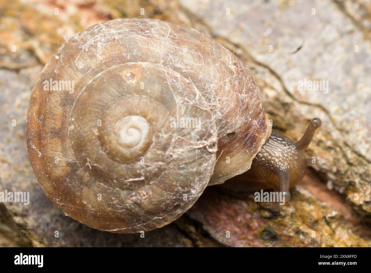 Lapidary Snail (Helicigona lapicida) Mollusca Stock Photo - Alamy