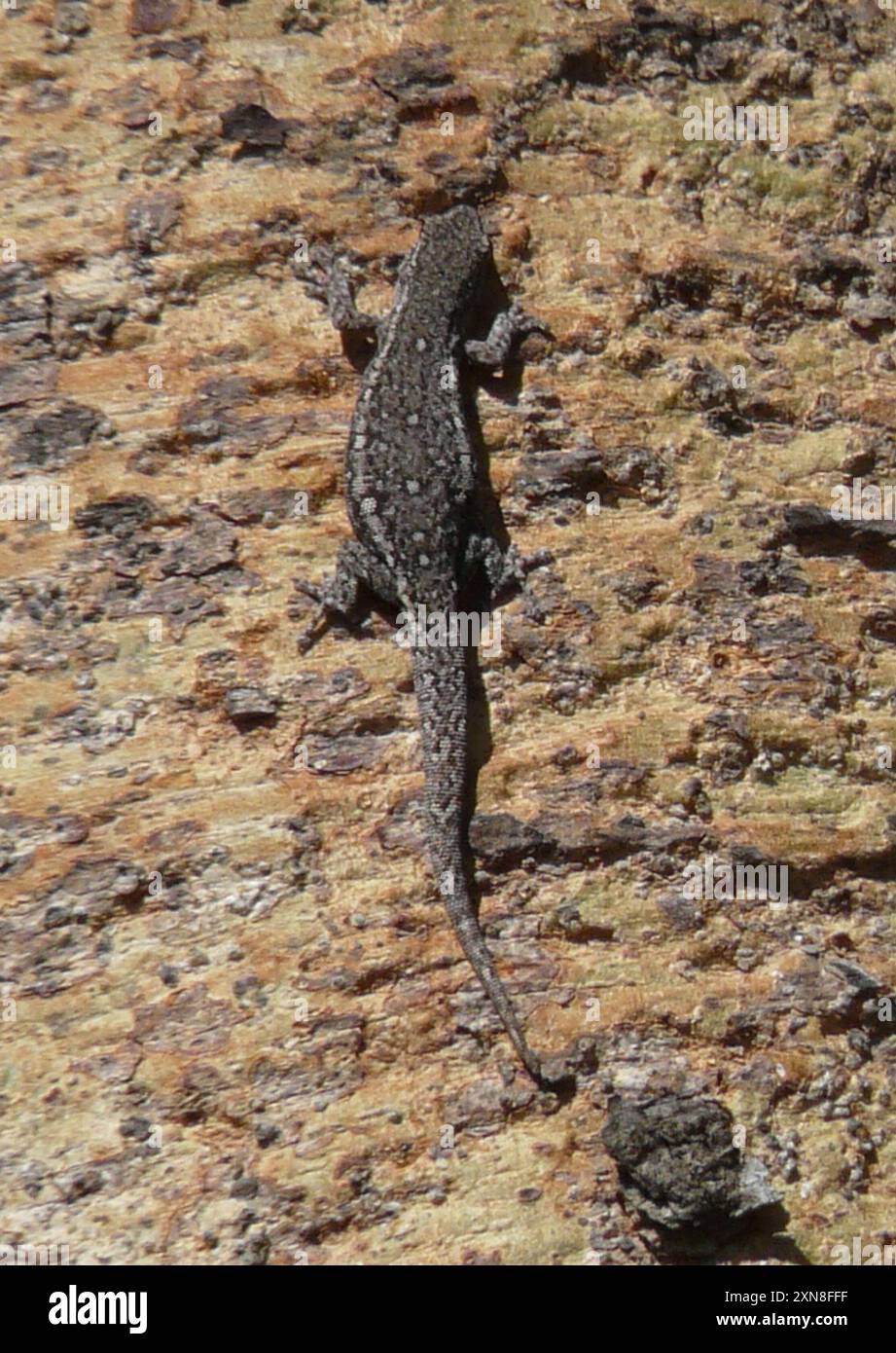 Common Dwarf Gecko (Lygodactylus capensis) Reptilia Stock Photo - Alamy