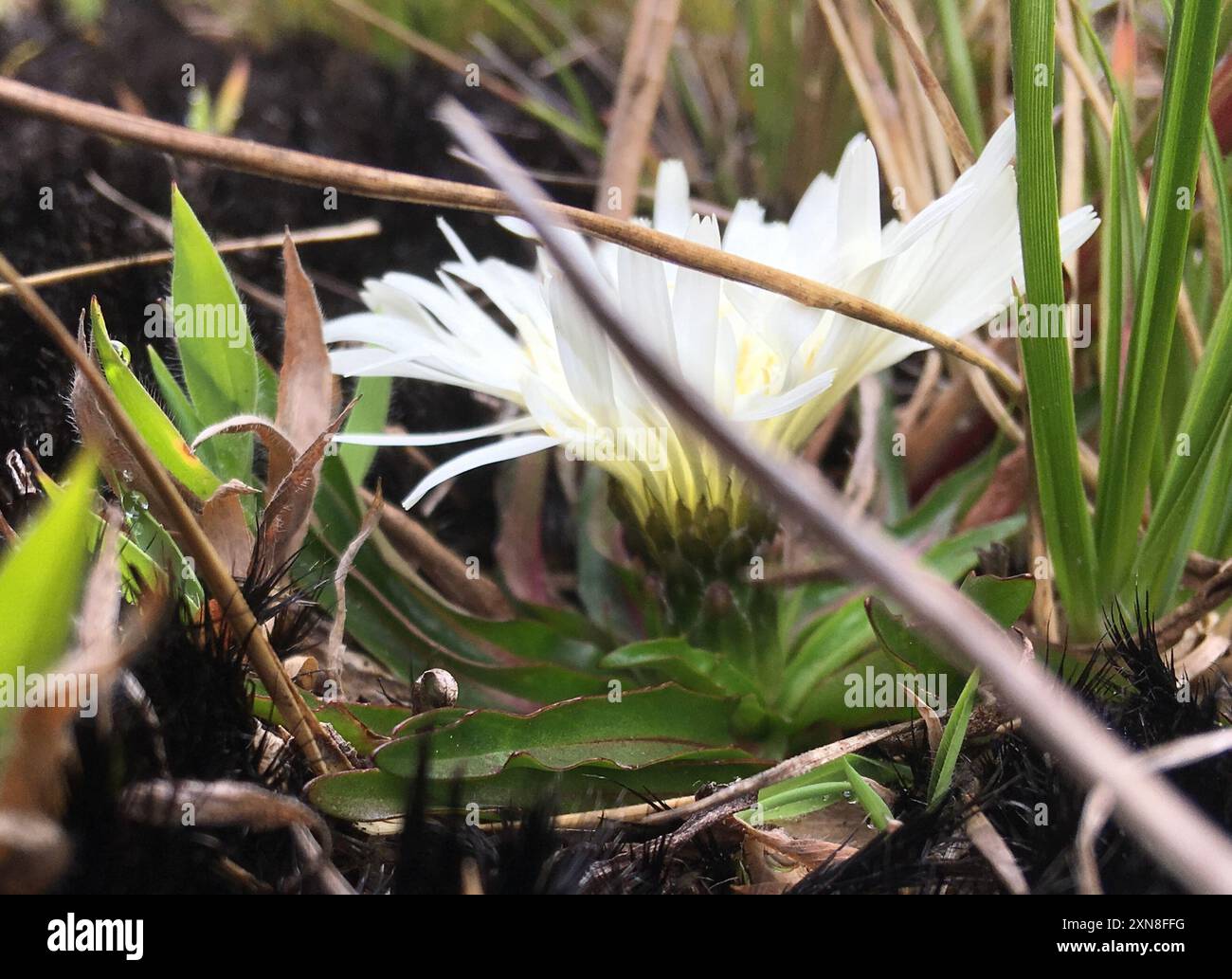 Chikku Chikku (Hypochaeris sessiliflora) Plantae Stock Photo - Alamy