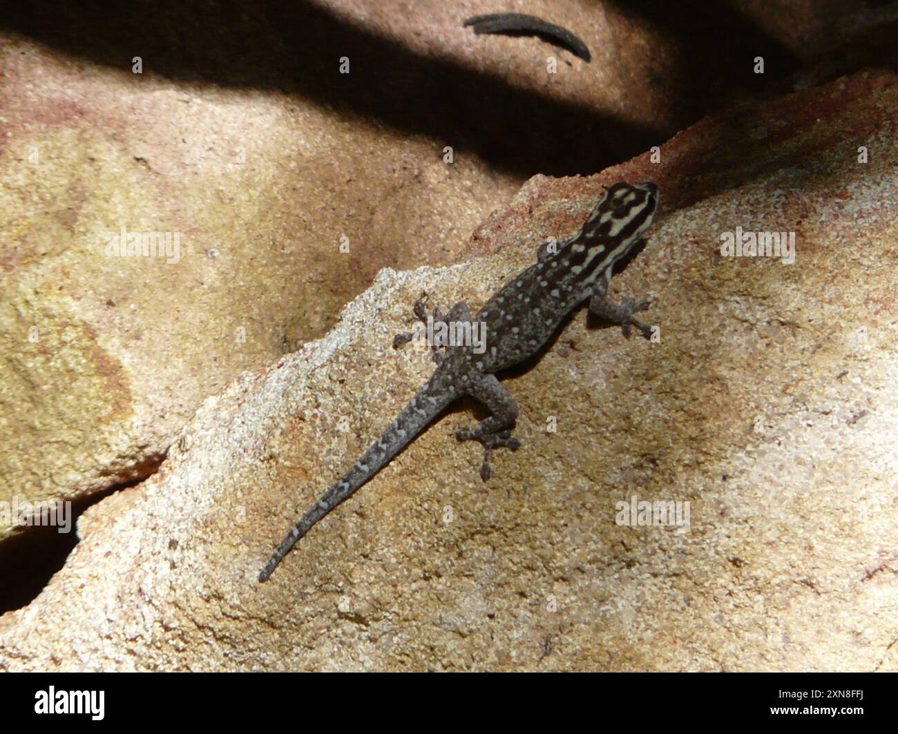 White-headed Dwarf Gecko (Lygodactylus mombasicus) Reptilia Stock Photo ...