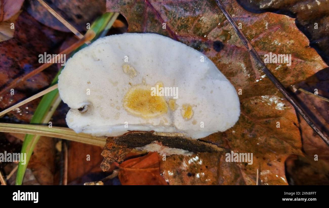 White Cheese Polypore (Tyromyces chioneus) Fungi Stock Photo - Alamy