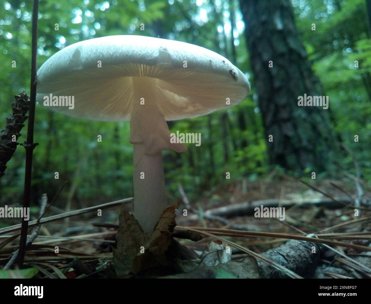 Eastern North American Destroying Angel (Amanita bisporigera) Fungi ...