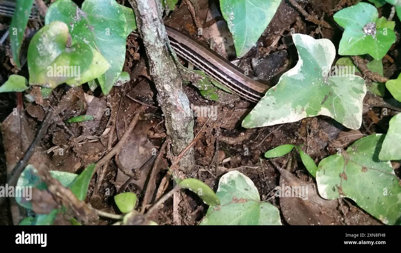 Slender Glass Lizard (Ophisaurus attenuatus) Reptilia Stock Photo - Alamy
