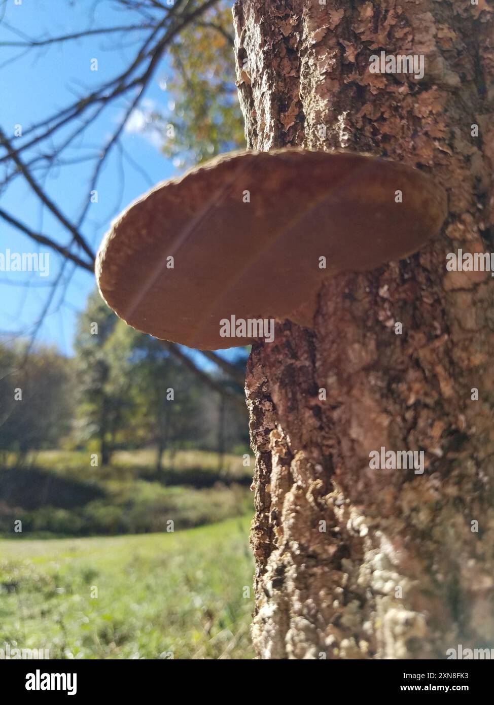 Cracked Cap Polypore (Fulvifomes robiniae) Fungi Stock Photo - Alamy