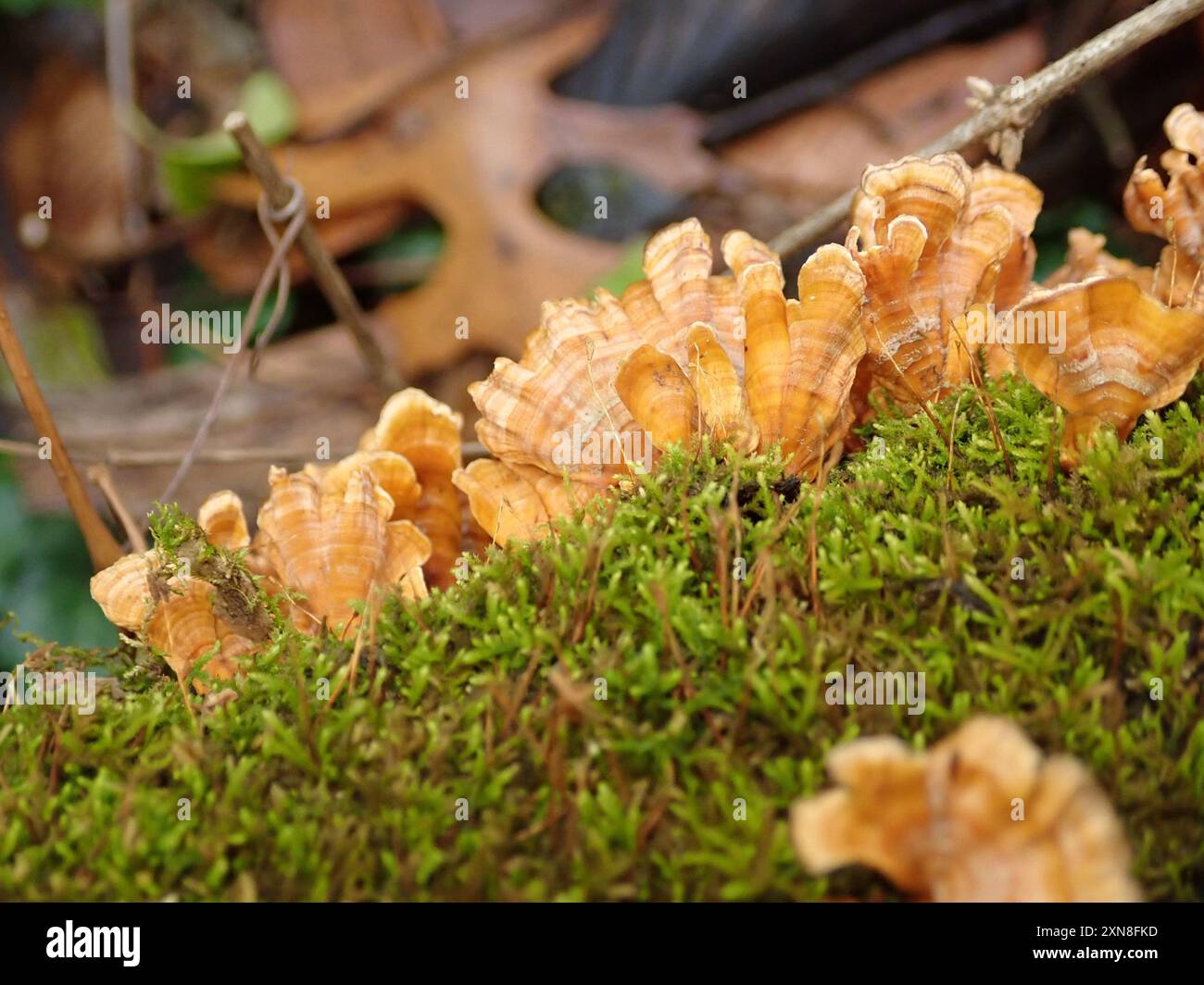 shelf fungi (Polyporales) Fungi Stock Photo - Alamy
