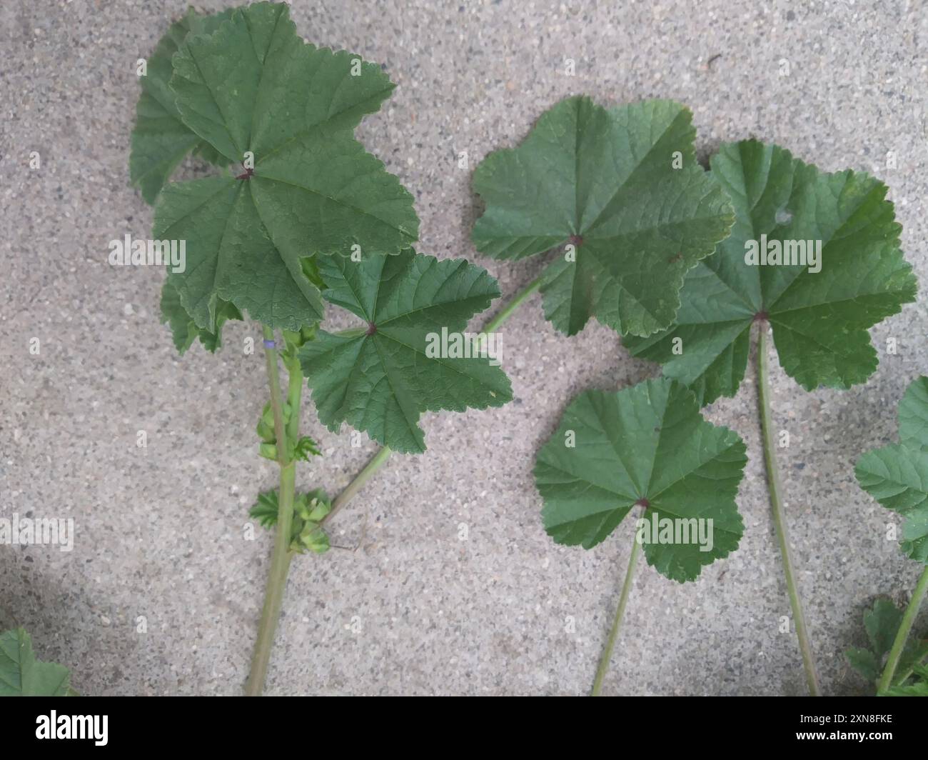 cheeseweed mallow (Malva parviflora) Plantae Stock Photo - Alamy