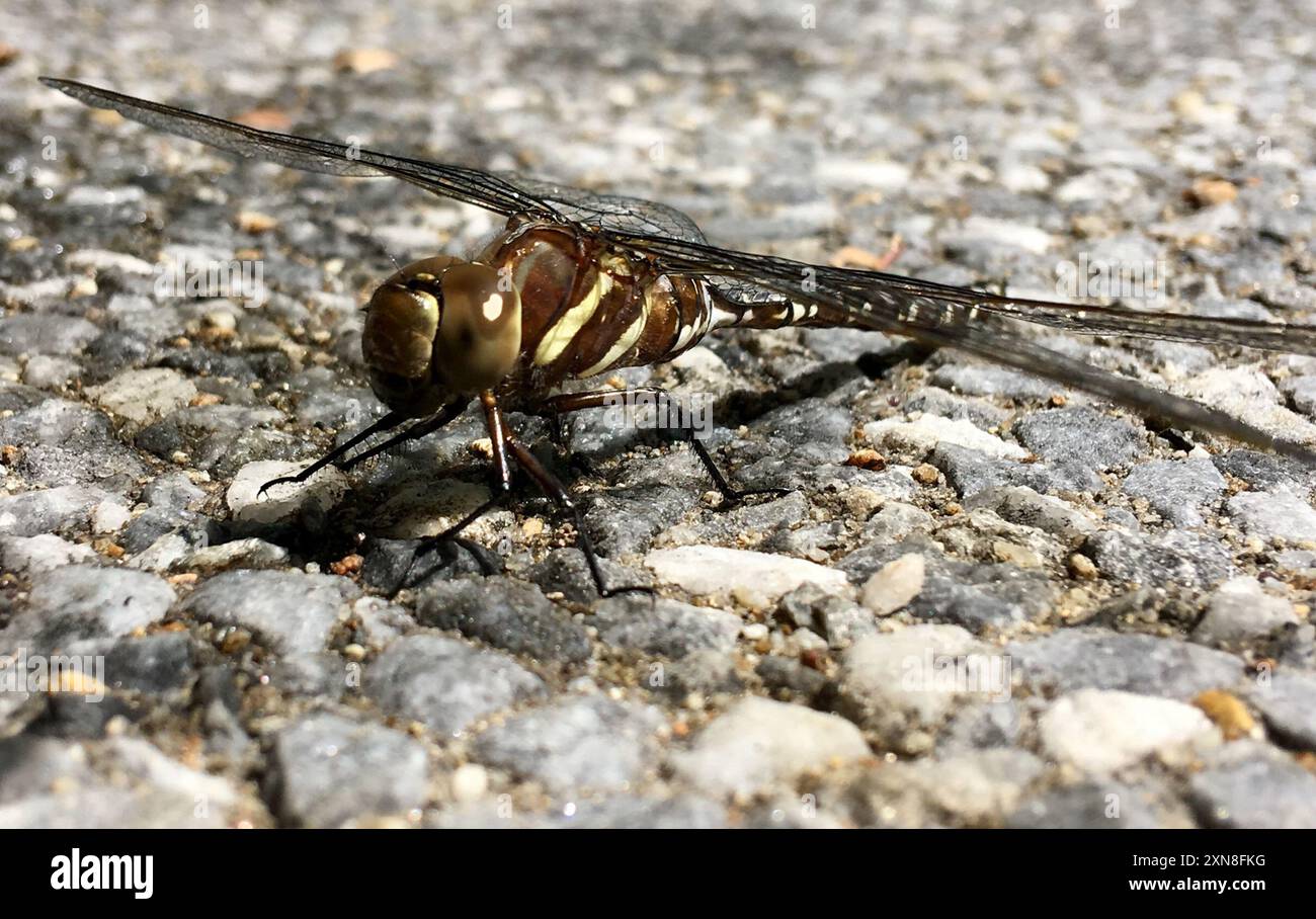 Hawkers and Typical Darners (Aeshna) Insecta Stock Photo - Alamy