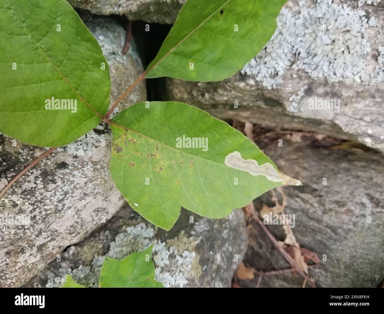Poison Ivy Leaf-miner Moth (Cameraria guttifinitella) Insecta Stock ...