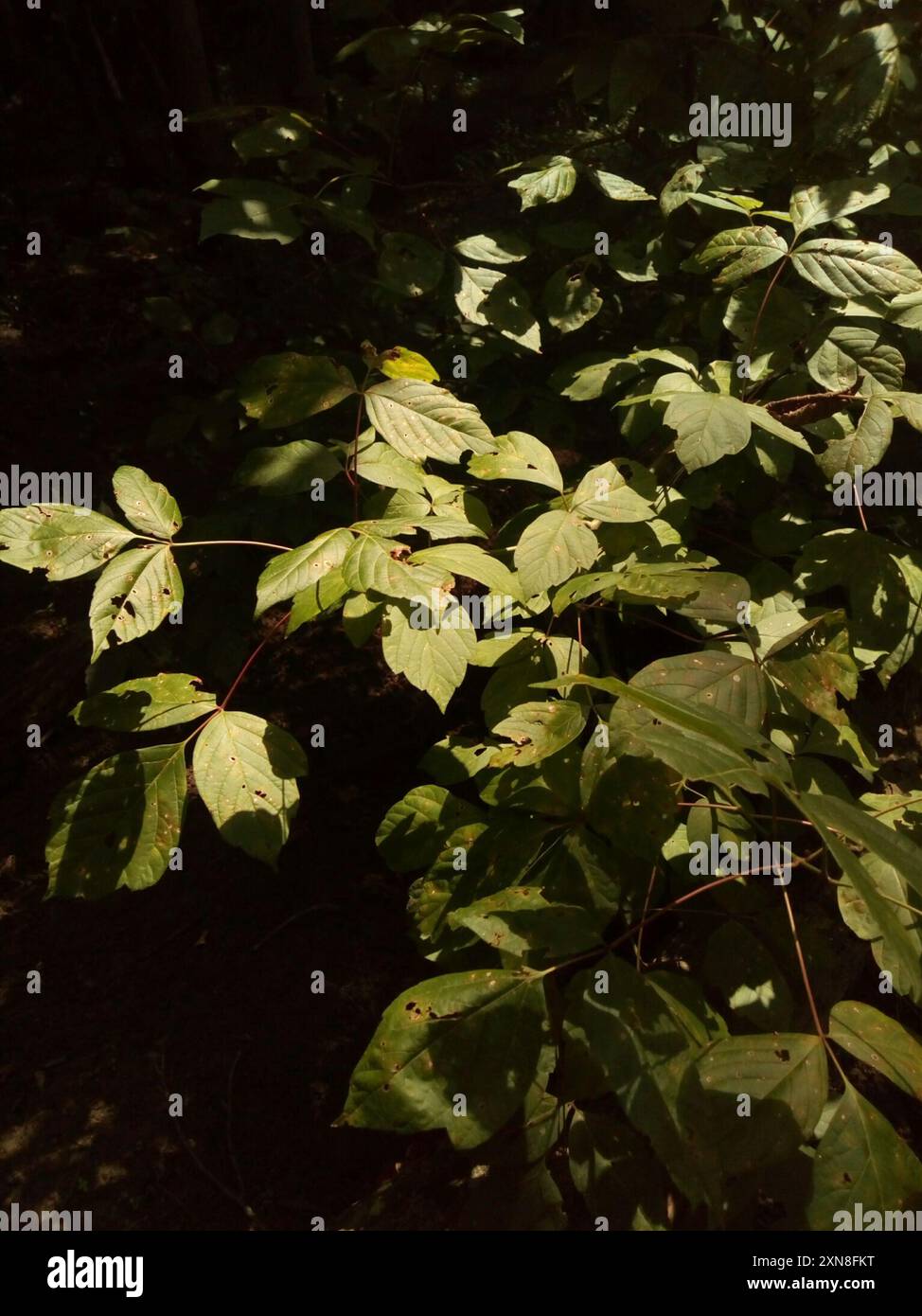 box elder (Acer negundo) Plantae Stock Photo - Alamy