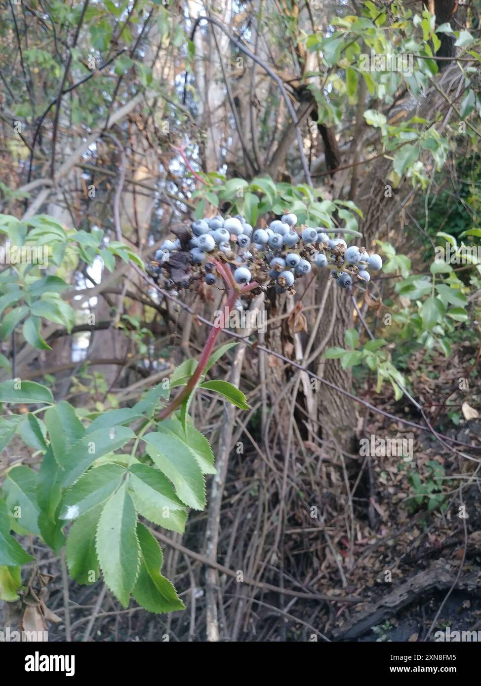 blue elder (Sambucus cerulea) Plantae Stock Photo - Alamy