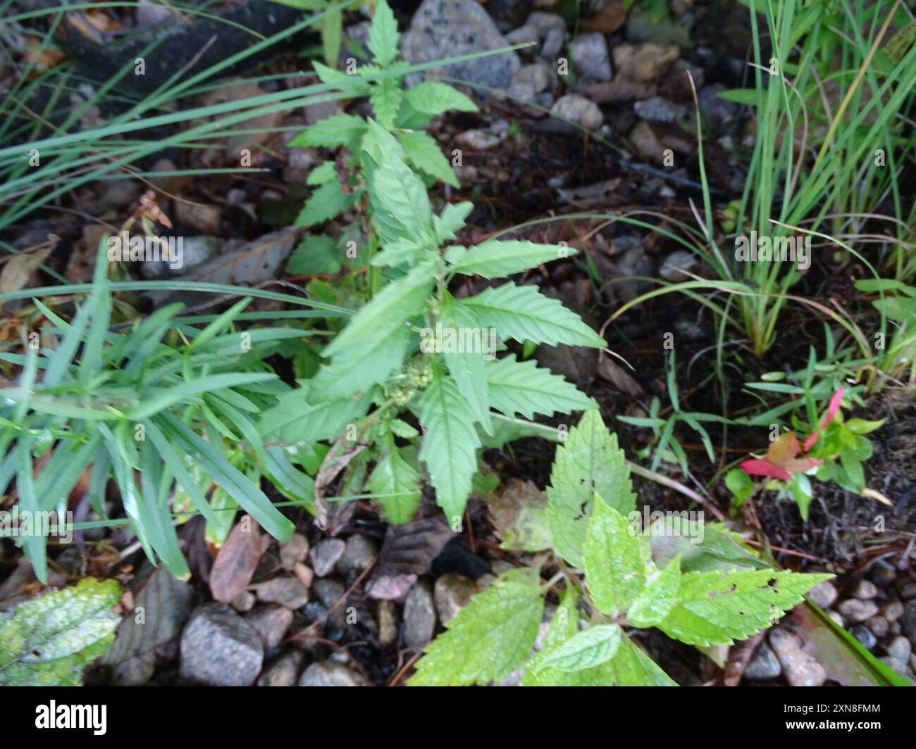 northern bugleweed (Lycopus uniflorus) Plantae Stock Photo - Alamy
