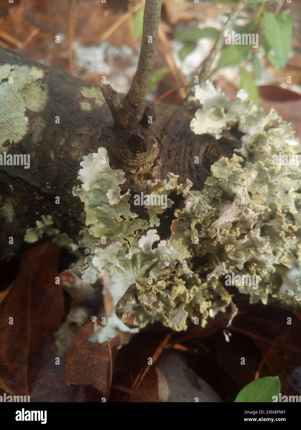 Ruffle Lichens (Parmotrema) Fungi Stock Photo - Alamy