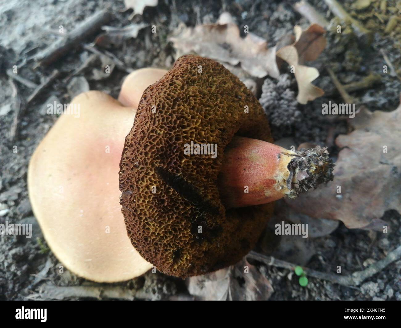 Ruby Bolete (Hortiboletus rubellus) Fungi Stock Photo - Alamy