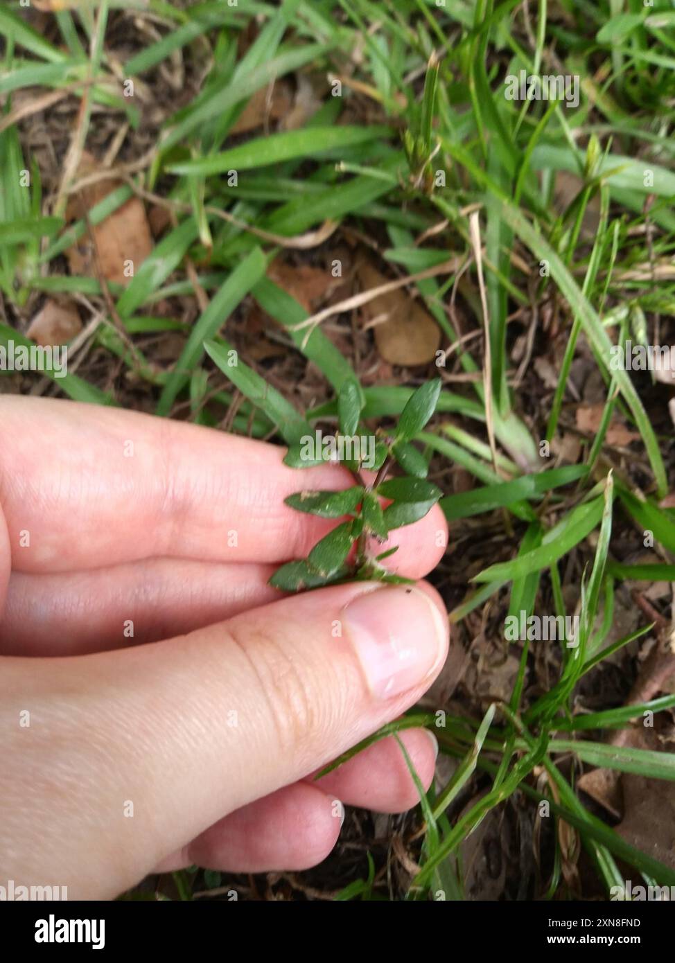 Paraguayan Purslane (Portulaca amilis) Plantae Stock Photo - Alamy